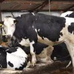 تحول سيتشوم في الأبقار: الأعراض والعلاج، تحليل علم الأمراض وطاولة النظام الغذائي 5997_6