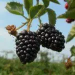 Blackberry lidè Jozèf: Deskripsyon nan varyete nan ak karakteristik, aterisaj ak swen 5998_2