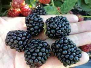Description et caractéristiques de BlackBerry Variety Lochnes, Landing and Soins
