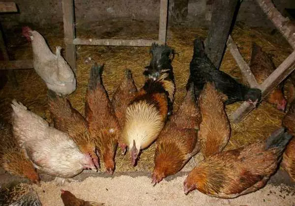 Feed de levedura para galinhas