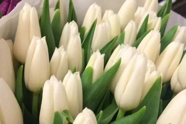 Tulip Triumph: Περιγραφή και χαρακτηριστικά των ποικιλιών, χαρακτηριστικά της καλλιέργειας με φωτογραφίες