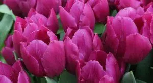 Mkpụrụ na ụzọ ahịhịa nke ozuzu tulips, teknụzụ na usoro