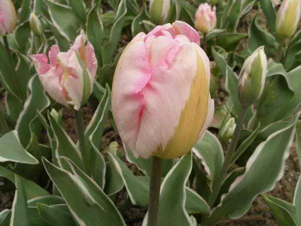 Tulip ტრიუმფი vandyful