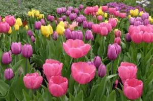 Afatet kur është më mirë për të mbjellë tulips në vjeshtë në periferi