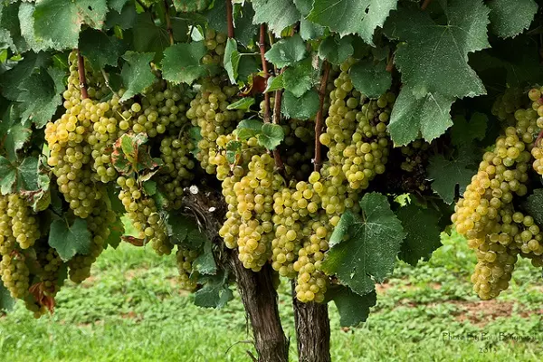 UChardonna Grapes