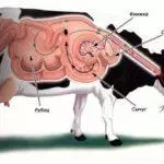 فورسنسرو کے ایتونی: وجوہات اور علامات، مویشیوں اور روک تھام کا علاج کرنے کے طریقوں 6003_3