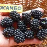 Blackberry Jumbo: Beskrywing van die verskeidenheid en eienskappe, landing en groei 6004_2