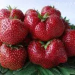 Strawberry Kamrad Winner: Kufotokozera kwa mitundu ndi zabwino ndi zowawa, kulimidwa 6010_2