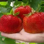 ຜູ້ຊະນະເລີດຂອງ Strawberry Kamrad: ລາຍລະອຽດຂອງຄວາມຫລາກຫລາຍແລະຂໍ້ດີແລະທຶນ, ການປູກຝັງ 6010_3