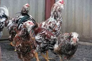 Aprašymas ir charakteristikos Oryol viščiukų, roko turinio taisyklės