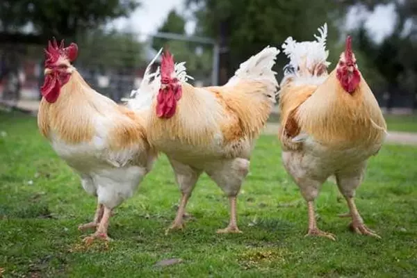roosters hercules
