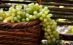 Viinamarjade sortide kirjeldus ja omadused kingitus zaporizhia, eelised, puuduste ja kasvatamise eelised
