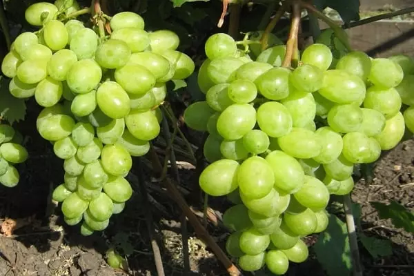 Ripening of the Vine