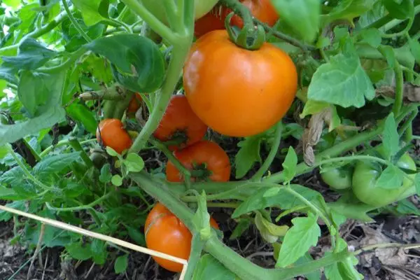 Tomater och ett växthus
