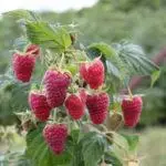 Raspberries Caramel: Descrierea boabelor de reparații, aterizare și îngrijire 6016_1