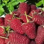 Raspberries caramel: piav qhia txog kev kho cov berries, tsaws thiab kev saib xyuas 6016_12