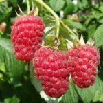 Raspberries Caramel: Descrierea boabelor de reparații, aterizare și îngrijire 6016_13