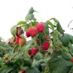 Hindbær karamel: Beskrivelse af reparationsbær, landing og pleje 6016_14