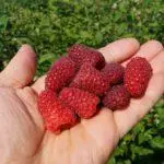 Raspberries caramel: piav qhia txog kev kho cov berries, tsaws thiab kev saib xyuas 6016_2