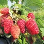 Raspberries Caramel: Descrierea boabelor de reparații, aterizare și îngrijire 6016_3