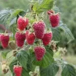Raspberries caramel: piav qhia txog kev kho cov berries, tsaws thiab kev saib xyuas 6016_6