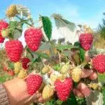 Raspberries Caramel: Descrierea boabelor de reparații, aterizare și îngrijire 6016_8