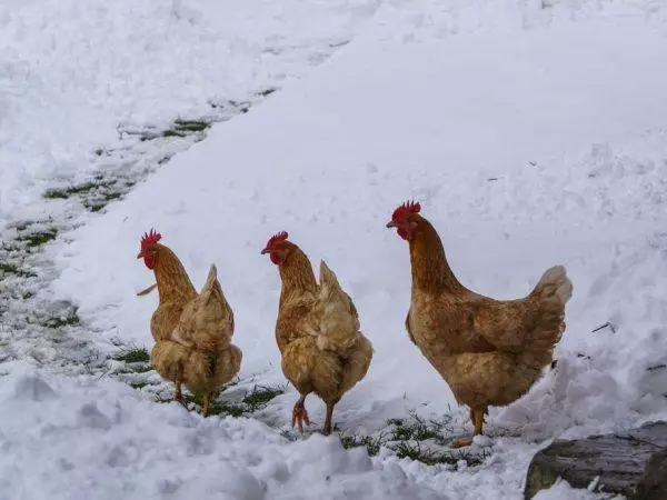 תרנגולות בחורף