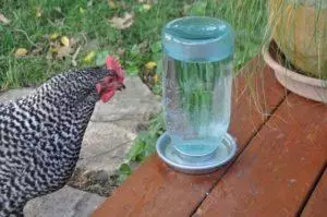 Types and installation of creams for chickens, how to make it yourself