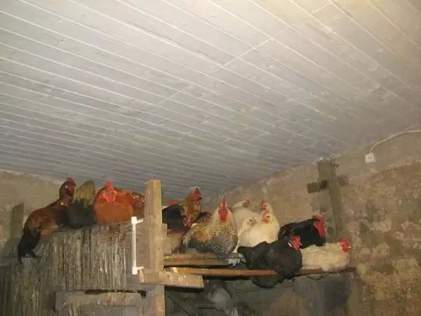 Отворен таван во пилешко кокошарник.