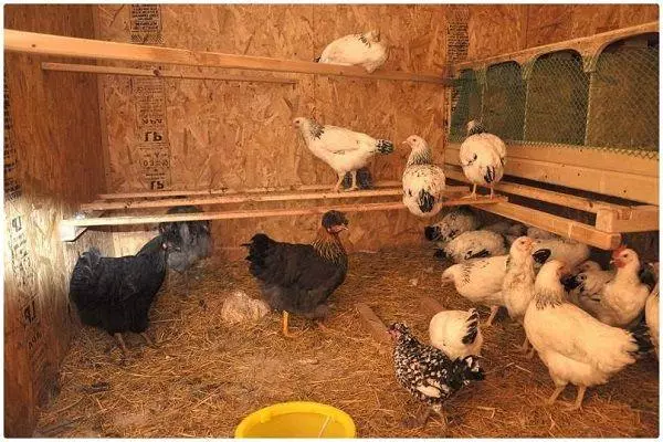 Ѕидови од пилевина во пилешко кокошарник