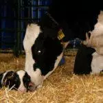 Отелилася корова, а молока немає: що робити, народні засоби і ліки 6019_4
