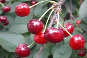 Beschreiwung an Charakteristike vu Cherry Varietéit resistent, seng Virdeeler an Nodeeler