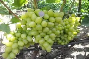 Opis i cechy odmian winogron Nastya, zalety i minusy, rosnące zasady