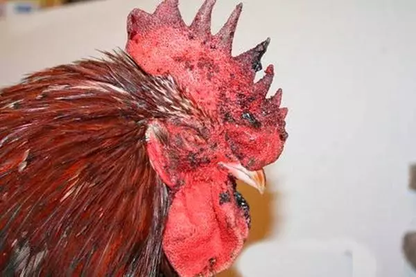 Cock bi Black Crest