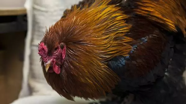 Gripe aviar en galiñas