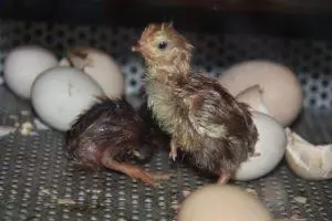 Temperatura e humidade para a incubación dos ovos de galiña na casa