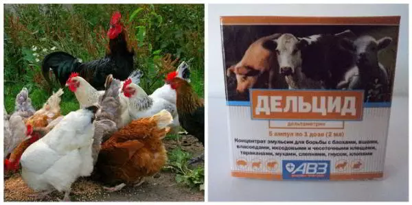 Delicide for chickens how to apply