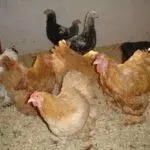 Tavuklar için Delta: Nasıl uygulanır, talimatlar ve kompozisyon, doz ve analoglar 6026_4