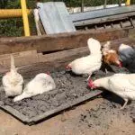 Delta untuk Ayam: Cara Mendaftar, Petunjuk dan Komposisi, Dosis dan Analog 6026_6