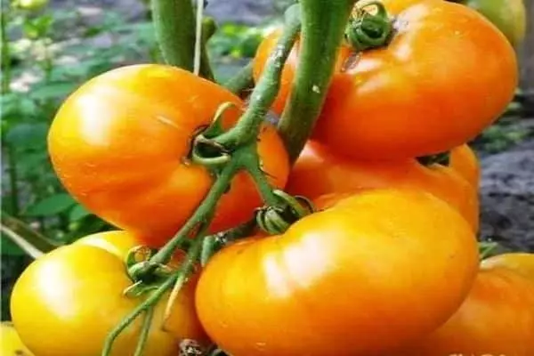 אופייני ותיאור של מגוון של מריסה עגבניות