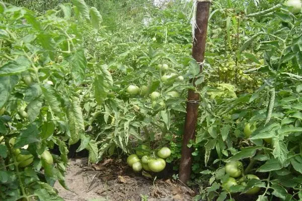 Varieti tomato yang semakin meningkat