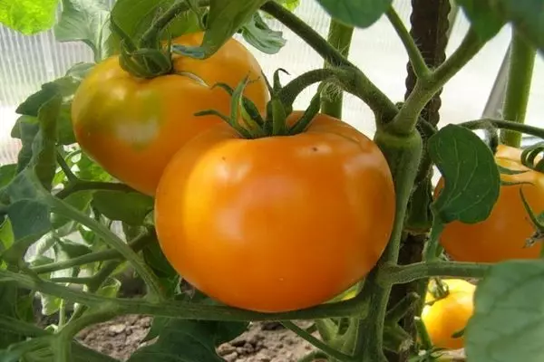 Tomato Marissa Variety.