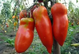 Karakteristisk og beskrivelse af sorten af ​​tomat Scarlet Mustang