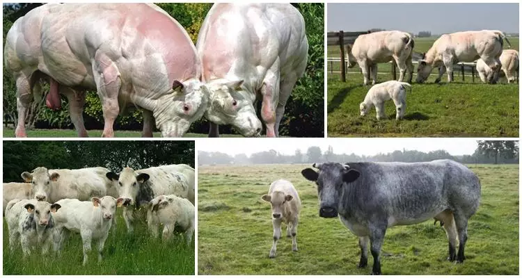 Sanada Belgian Blue