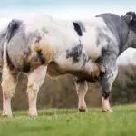 Cow buluug Belgium ah: Sharaxaadda iyo astaamaha taranka, waxa ku jira 6030_12
