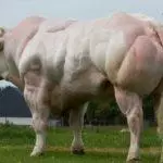 Cow buluug Belgium ah: Sharaxaadda iyo astaamaha taranka, waxa ku jira 6030_13