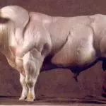 Cow buluug Belgium ah: Sharaxaadda iyo astaamaha taranka, waxa ku jira 6030_14