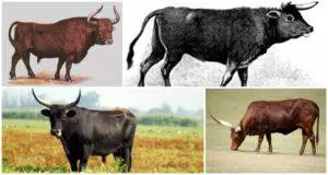 Descrição e o habitat de touros primitivos, tentativas de recriar as espécies