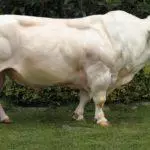 Cow buluug Belgium ah: Sharaxaadda iyo astaamaha taranka, waxa ku jira 6030_3