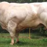 Cow buluug Belgium ah: Sharaxaadda iyo astaamaha taranka, waxa ku jira 6030_4